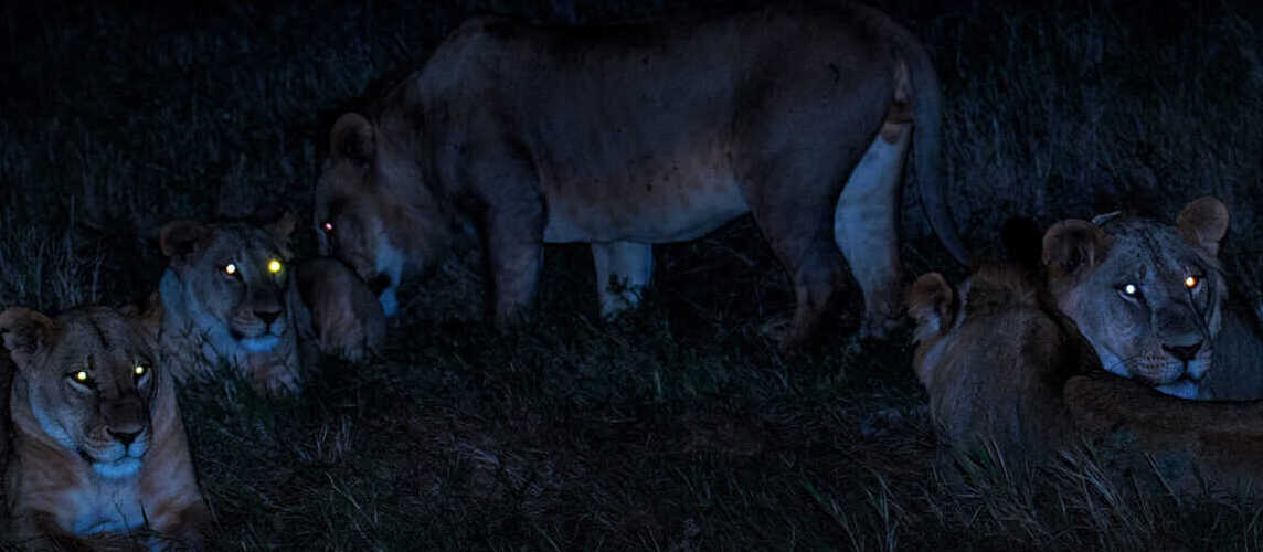 Tanzania Night Game Drive | Enjoy Nocturnal Life At A Glance