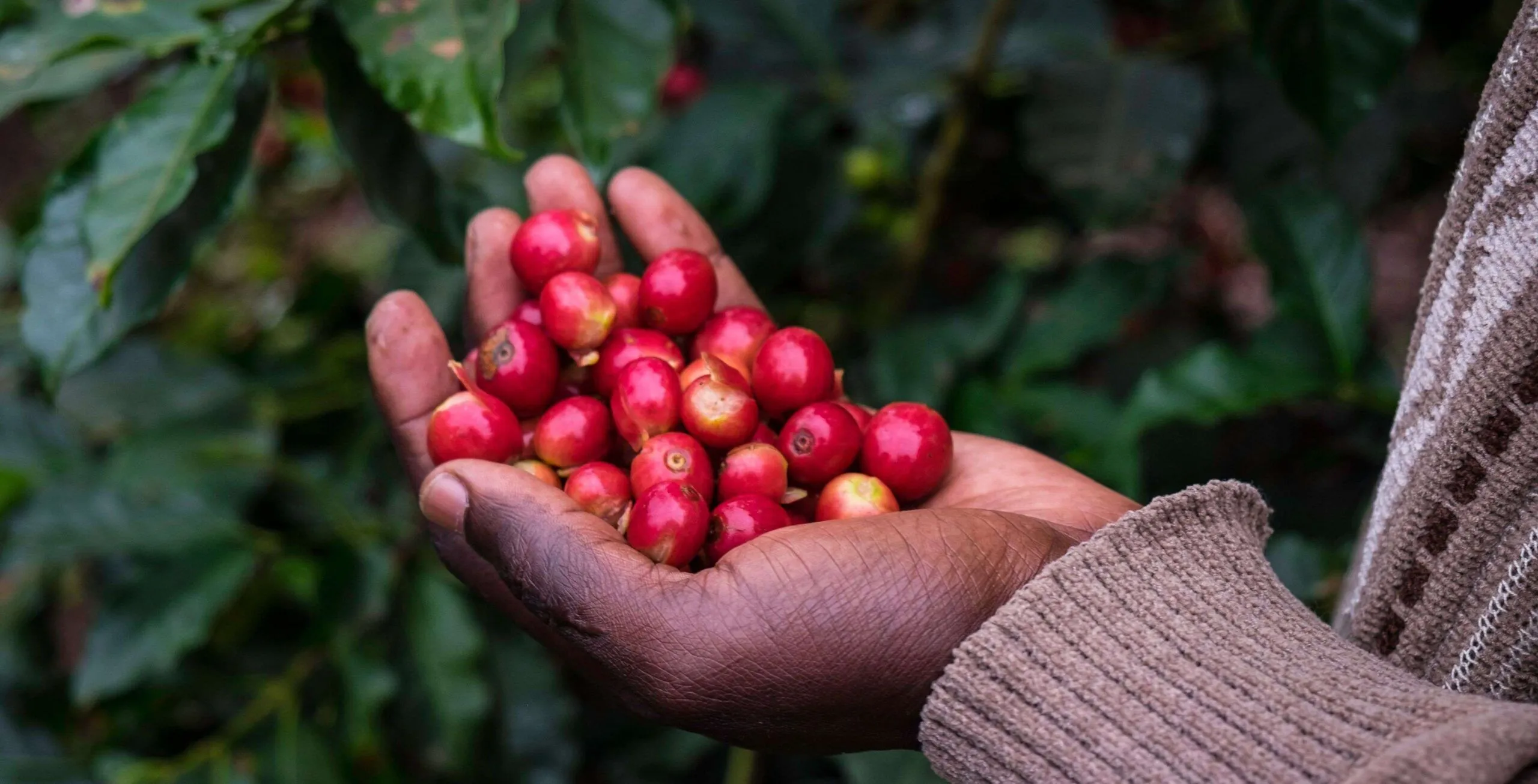 Nairobi Coffee Farm Tour | Meet Local Coffee Growers